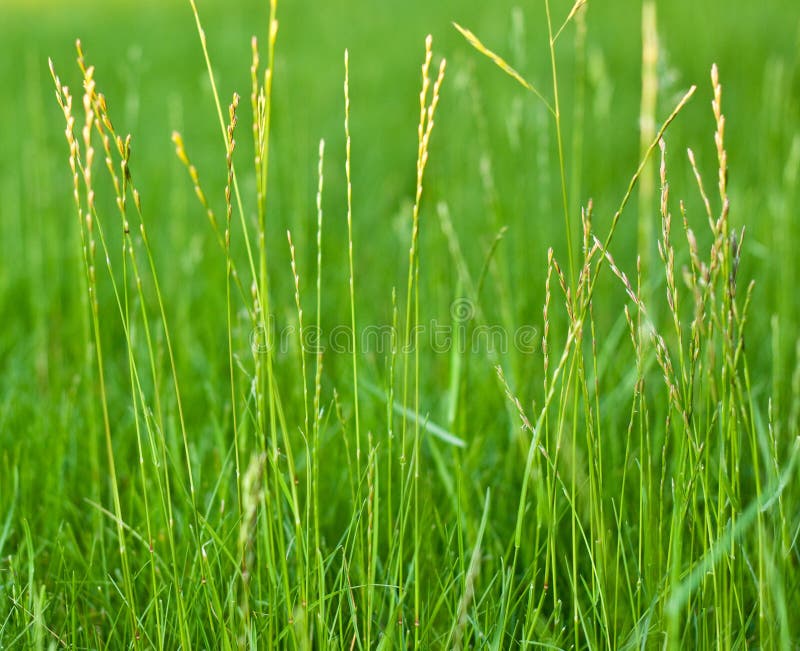 Lange Groene Gras Dichte Omhooggaande Achtergrond Stock Afbeelding ...