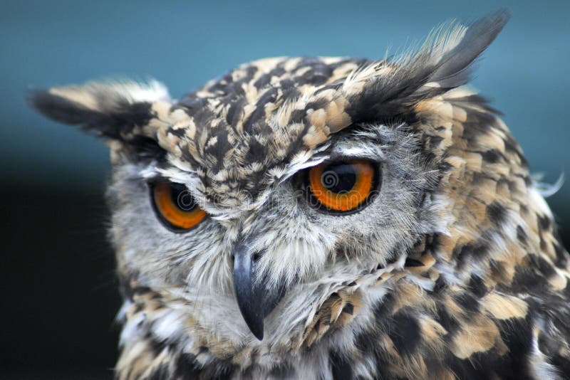Nasse Eule stockfoto. Bild von hupe, ohren, kopf, federn - 19880158