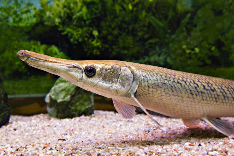 Lange silberne Fische stockbild. Bild von industrien - 28271297