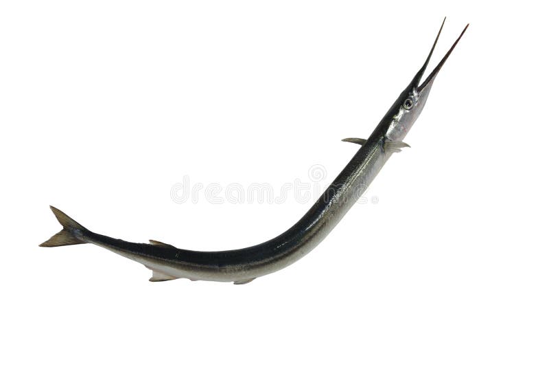 Langer Garfish stockfoto. Bild von frisch, fische, nave - 31109598