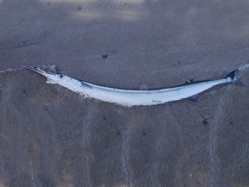 Langer Garfish stockfoto. Bild von frisch, fische, nave - 31109598
