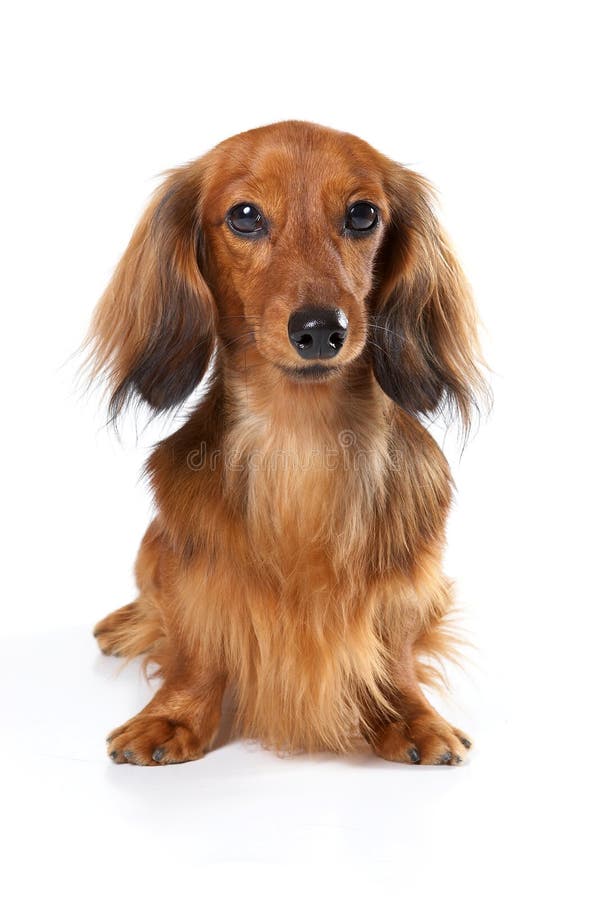 Dackel Kaninchen Langer Hund Stockbild - Bild von haustiere, behaart ...