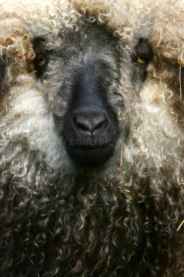 Langhaarige Ziege stockbild. Bild von tiere, haar, ziege - 7322593