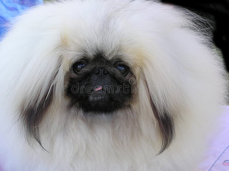 Langhaariger Kleiner Weißer Hund Stockbild - Bild von langhaarig, hund ...