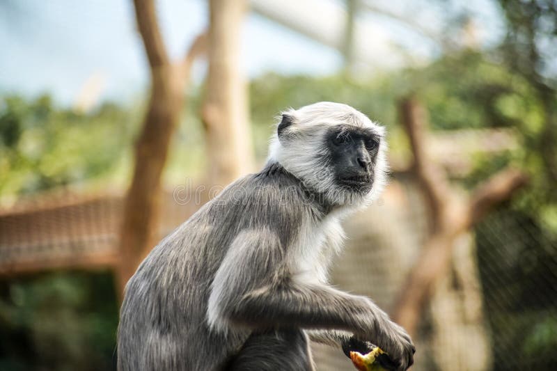 Langoor or Langur Monkey Eating Fruit in a Zoo Enclosure Stock Photo ...