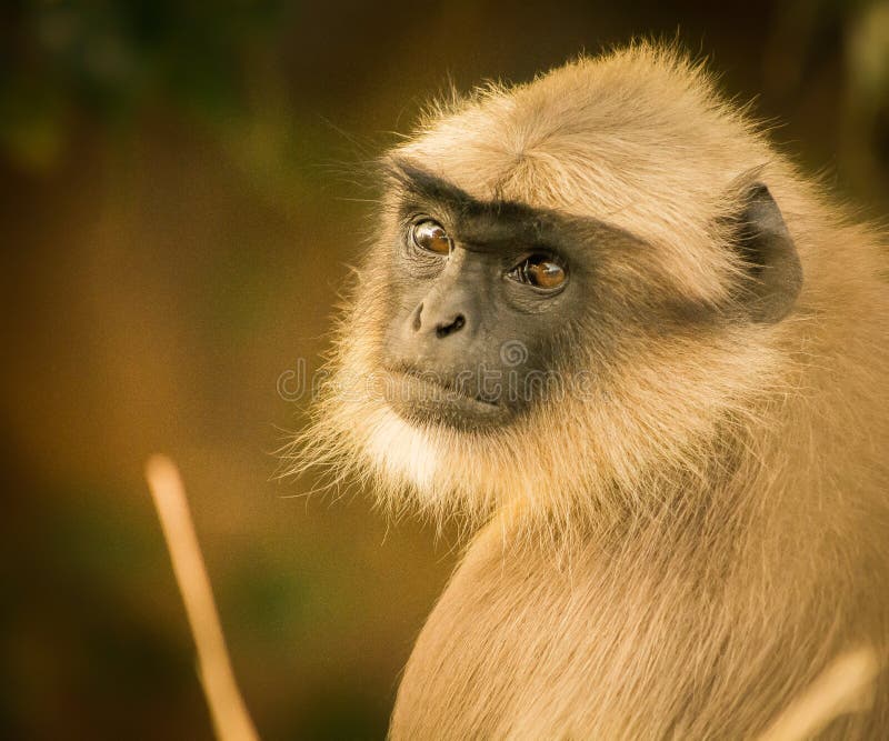 254 Langoor Monkey Stock Photos - Free & Royalty-Free Stock Photos from ...