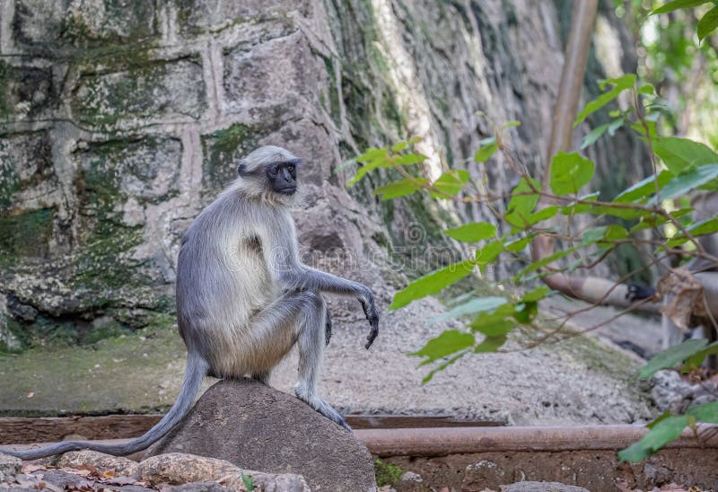 Langoor resting on a stone stock image. Image of grey - 248905925