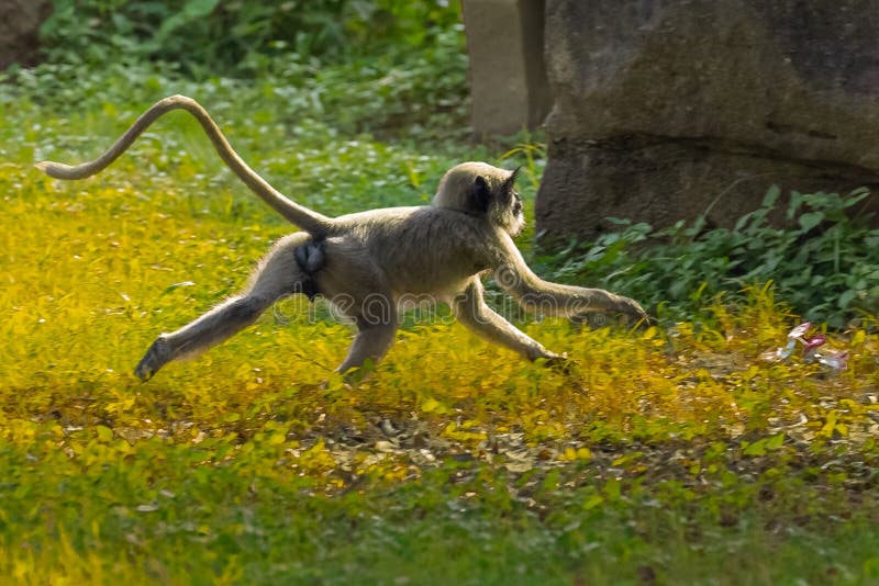 Langoor Running for Catching Its Friends Stock Image - Image of forest ...