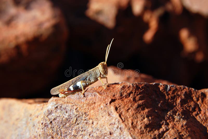 Langosta Australiana De La Plaga Foto de archivo - Imagen de grillo ...