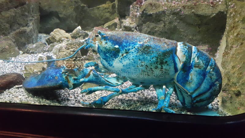 Langosta azul imagen de archivo. Imagen de costero, ultramarine - 10463