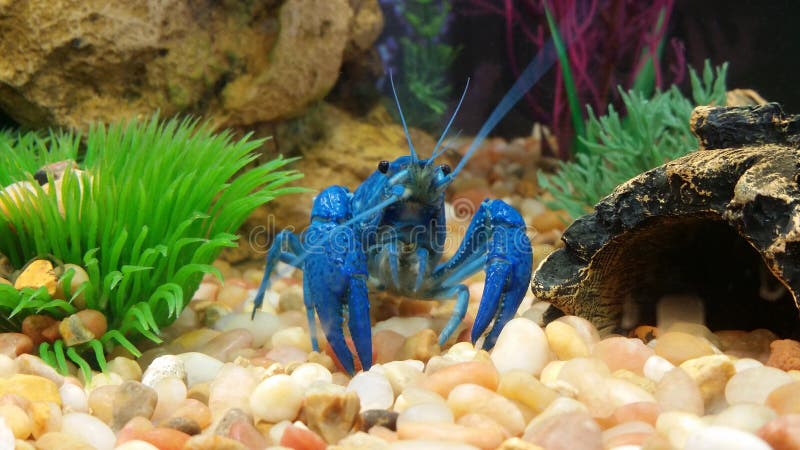 Langosta azul imagen de archivo. Imagen de crudo, cangrejos - 101075263