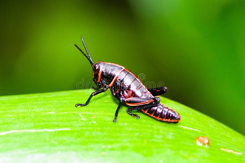 Langosta de Costa Rican foto de archivo. Imagen de color - 132134016
