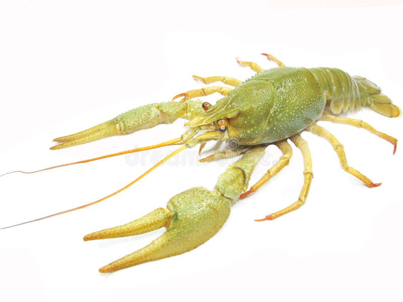 Langosta O Cangrejo De Río En Fondo Blanco Foto de archivo - Imagen de ...