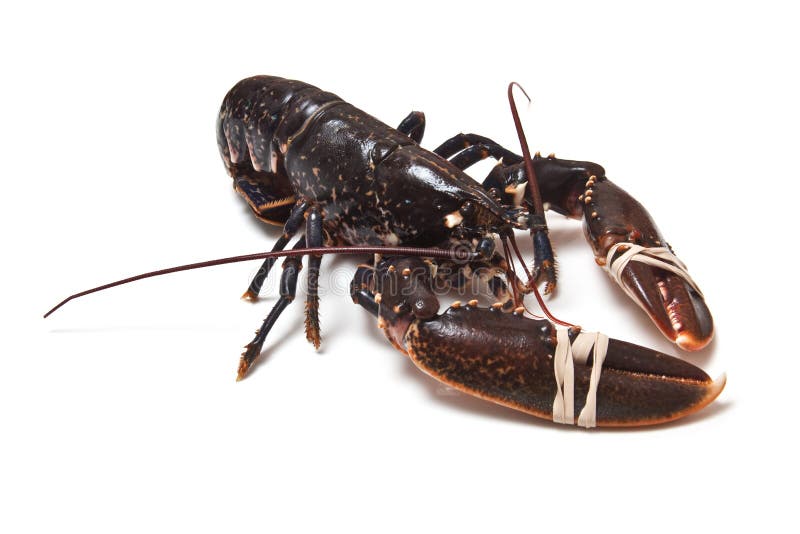 Langosta europea foto de archivo. Imagen de entero, fresco - 25763270