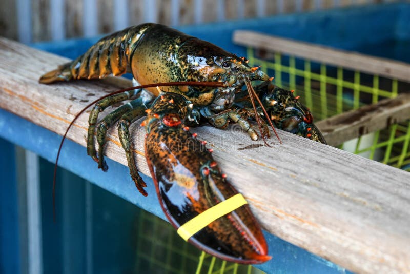Langosta viva imagen de archivo. Imagen de viva, langosta - 424043