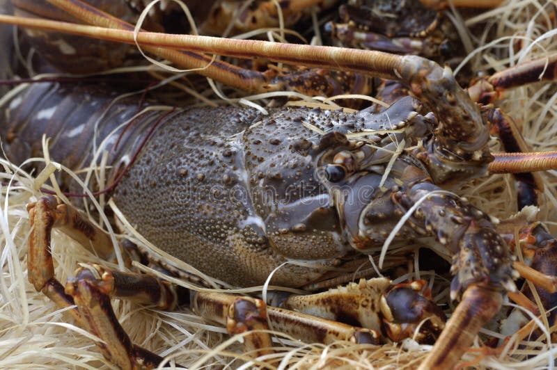 Langouste stock image. Image of cook, langouste, fisherman - 11221425