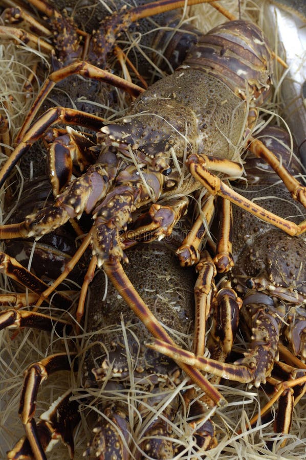 Langouste stock photo. Image of vitamin, langouste, fish - 11221340