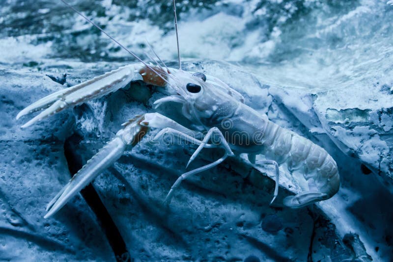 Langoustine Close-up View in Ocean Stock Image - Image of seafood ...