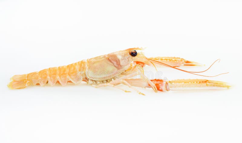 Raw Cod Fish. Seafood for Sushi and Other Dishes Stock Photo - Image of ...