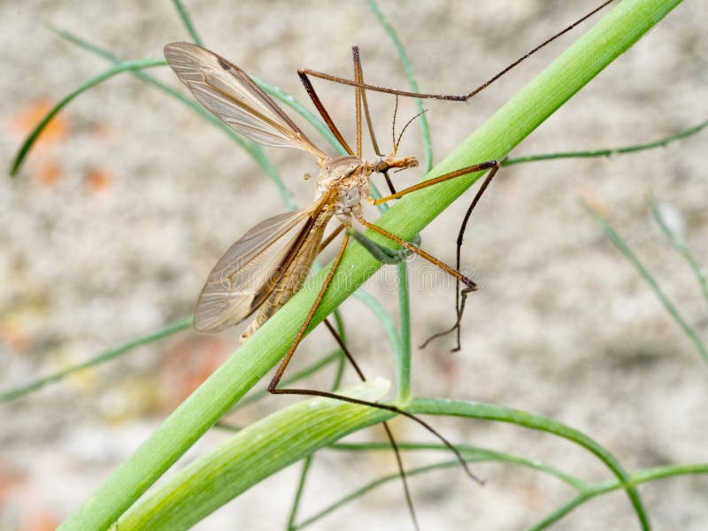 Langpootmug, Hooiwagen, in Venkelinstallatie Diptera Stock Foto - Image ...
