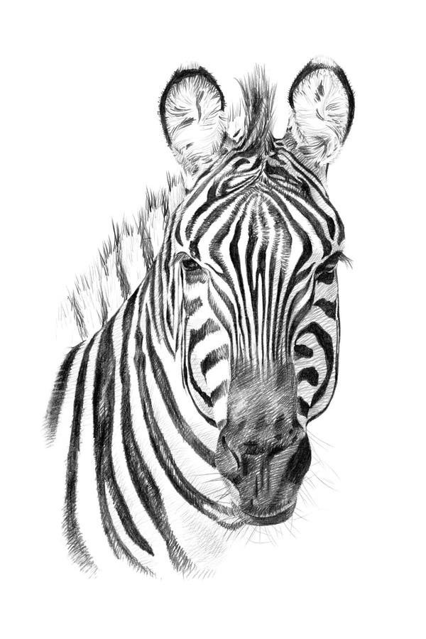 Portret Van Een Zebra, Met De Hand Getekend Met Potlood En Zonnebril ...