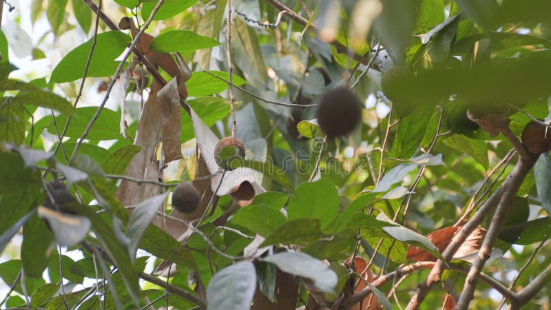 Langsah Stock Photos - Free & Royalty-Free Stock Photos from Dreamstime