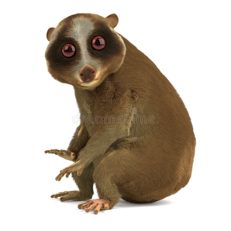 Langsame loris stock abbildung. Illustration von nachricht - 55331795