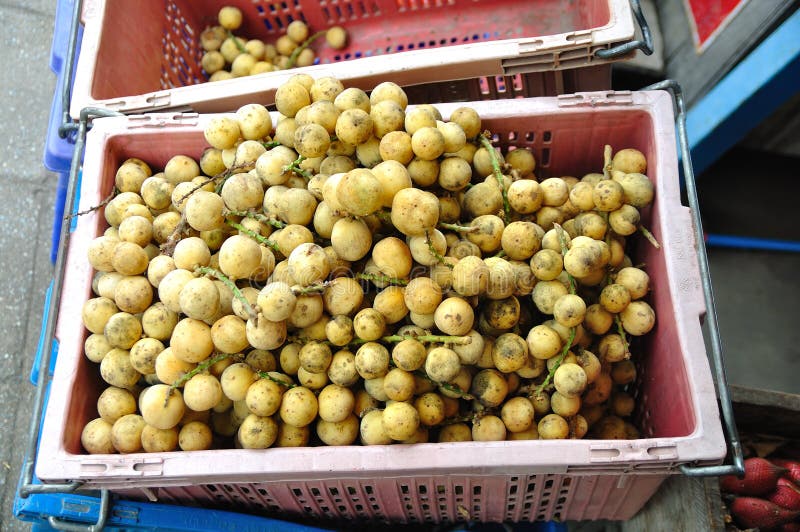 Langsat stock image. Image of color, gourmet, natural - 25625475