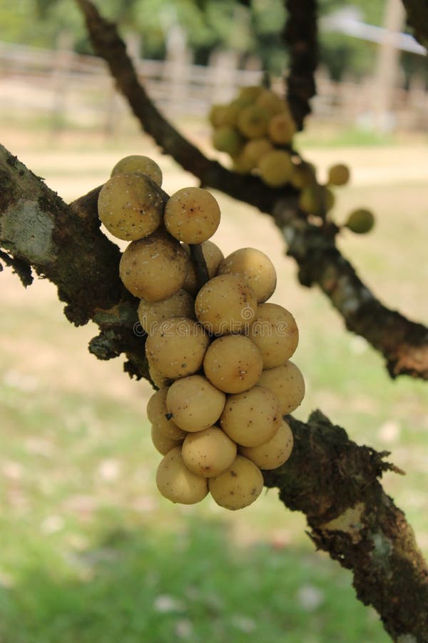 Langsat стоковое изображение. изображение насчитывающей приятели - 87788151