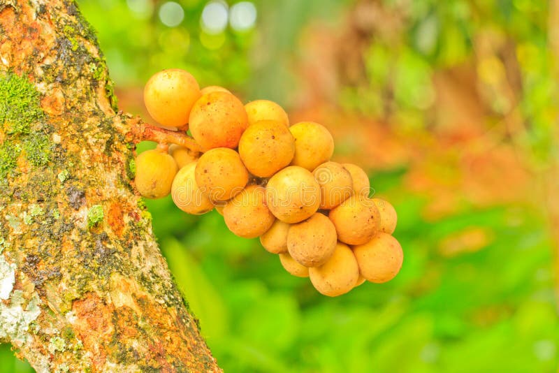 Langsat stock image. Image of healthy, diet, tasty, tropical - 42012799