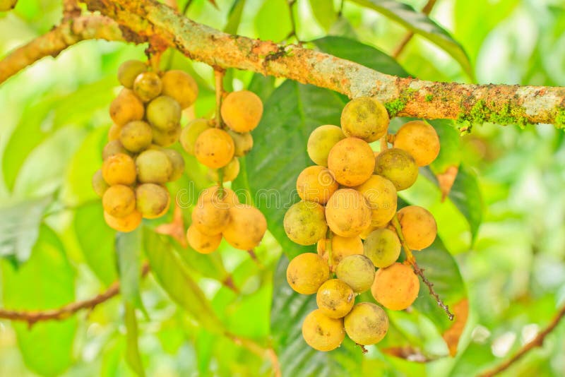 Langsat stock image. Image of healthy, diet, tasty, tropical - 42012799