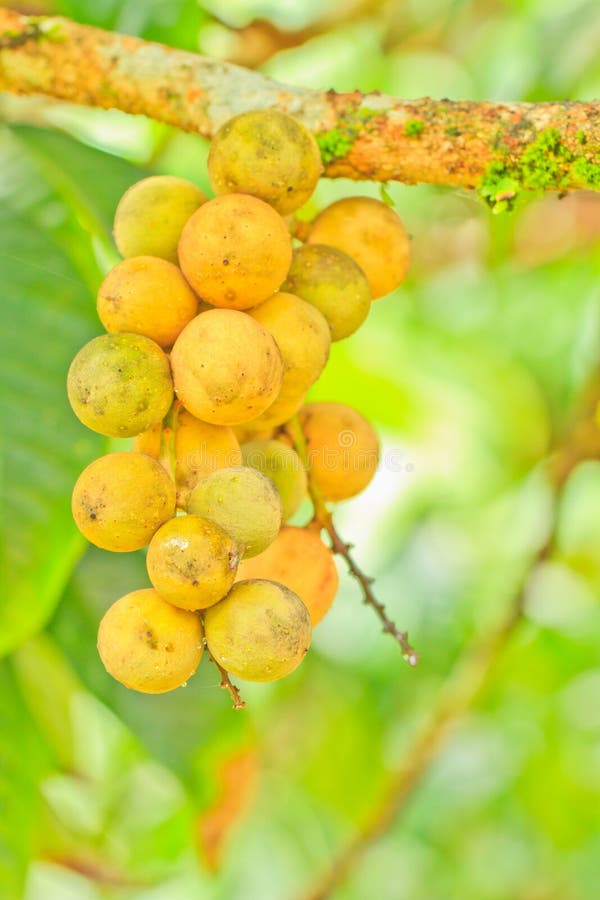 Langsat stock photo. Image of natural, food, agriculture - 42012860