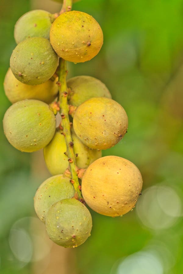 Langsat stock photo. Image of longkong, sweet, tropical - 42012892
