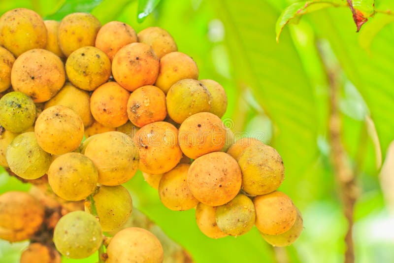 Langsat stock image. Image of healthy, diet, tasty, tropical - 42012799