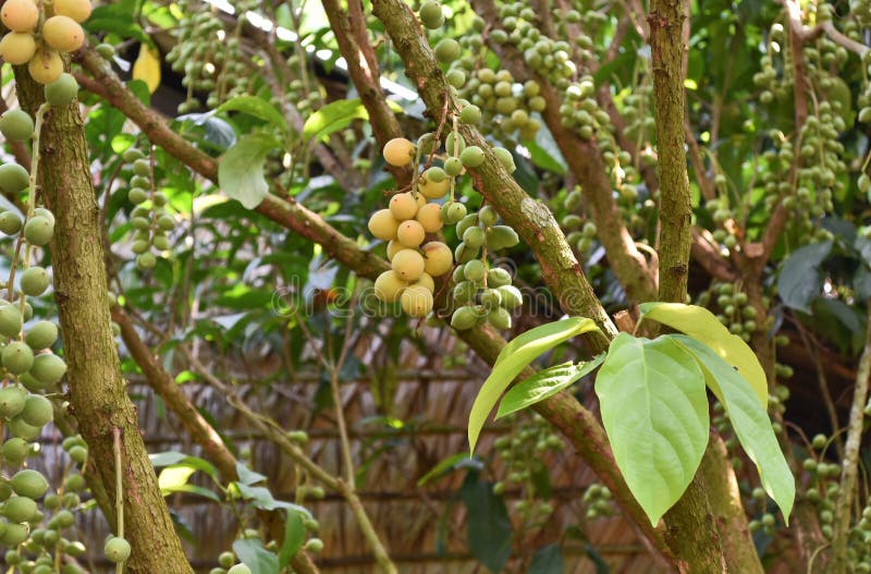 Langsat fruit garden stock image. Image of langsat, tropicalfruit ...