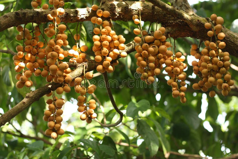 The langsat fruit stock photo. Image of vietnam, langsat - 31344442
