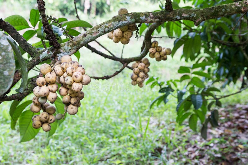 Langsat or Lanzones Fruit on Stem of Tree at Orchard Stock Photo ...