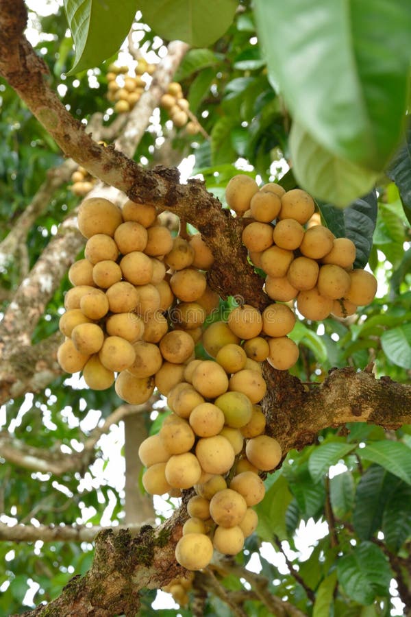 1,822 Langsat Stock Photos - Free & Royalty-Free Stock Photos from ...