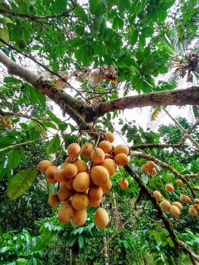 Seedling Langsat Fruit Trees Stock Photos - Free & Royalty-Free Stock ...