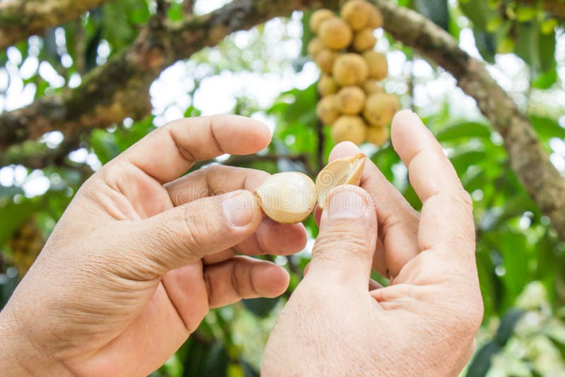 Langsat tree. Duku fruit stock photo. Image of exotic - 175258476