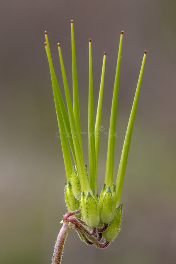 Langschnabeliges Storksbill (Erodium Botrys) Stockbild - Bild von ...