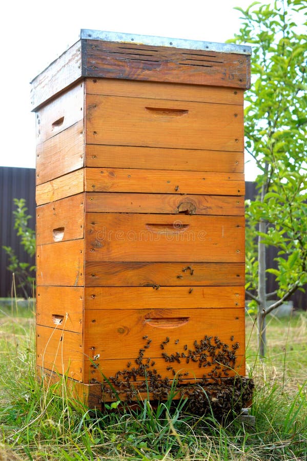 Langstroth beehive stock photo. Image of summer, colony - 92046390