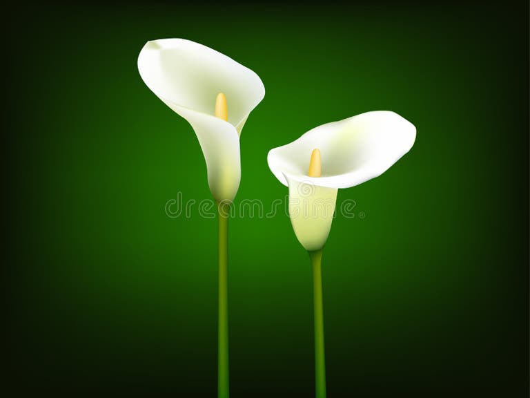 Beautiful Language Stock Illustrations – 11,491 Beautiful Language ...