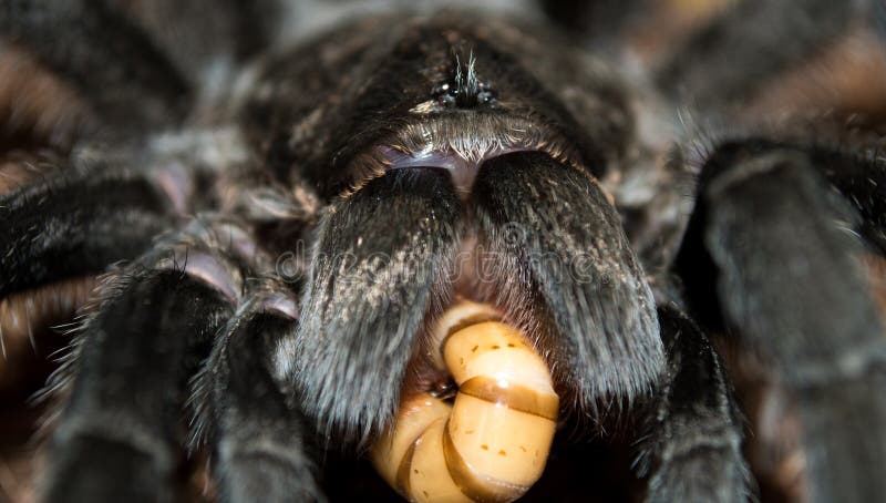 Tarentule Noire Grammostola Pulchra Image stock - Image du arachnide ...