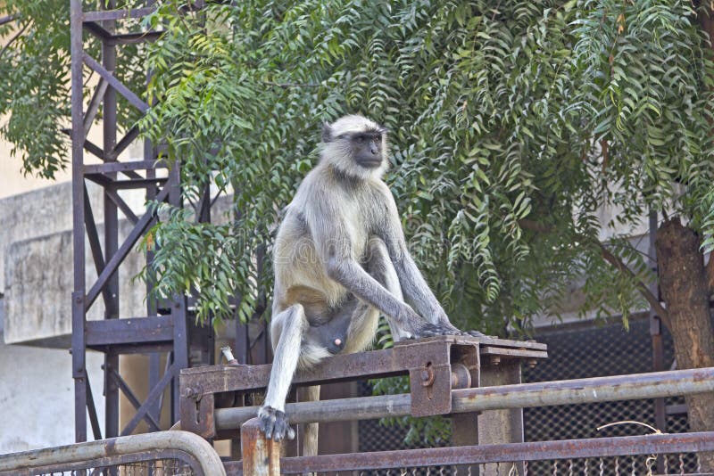Gujarat Monkey Stock Photos - Free & Royalty-Free Stock Photos from ...
