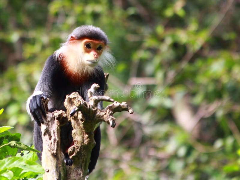 Langur douc стоковое фото. изображение насчитывающей головка - 7892766