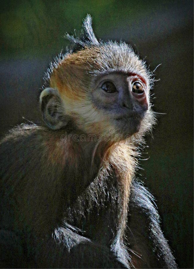Langur stock photo. Image of colorful, asian, leaves - 68545164