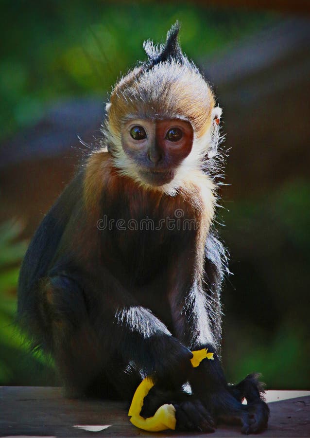 Langur stock image. Image of crest, orange, playful, forest - 68545409