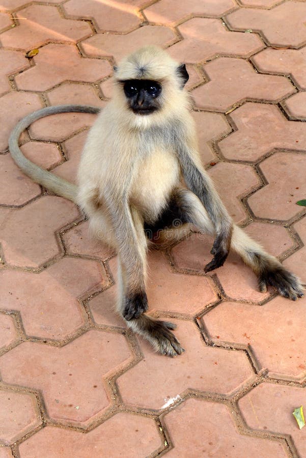 Langur Monkey stock image. Image of monkey, pets, asia - 35418993