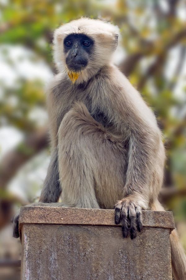 213 Langoor Monkey Stock Photos - Free & Royalty-Free Stock Photos from ...